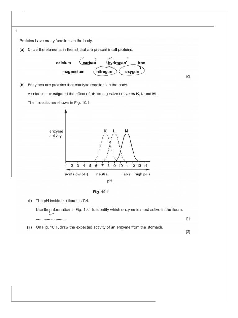 IGCSE Biology Unit 5 Enzymes | PDF