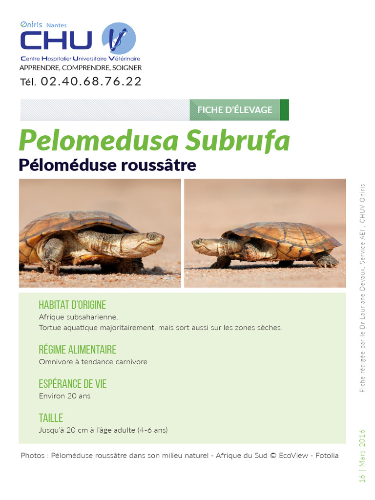 Fiche Infos - Tortue Pelomedusa Subrufa | PDF