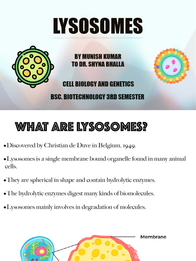 Lysosomes by Munish .. | PDF