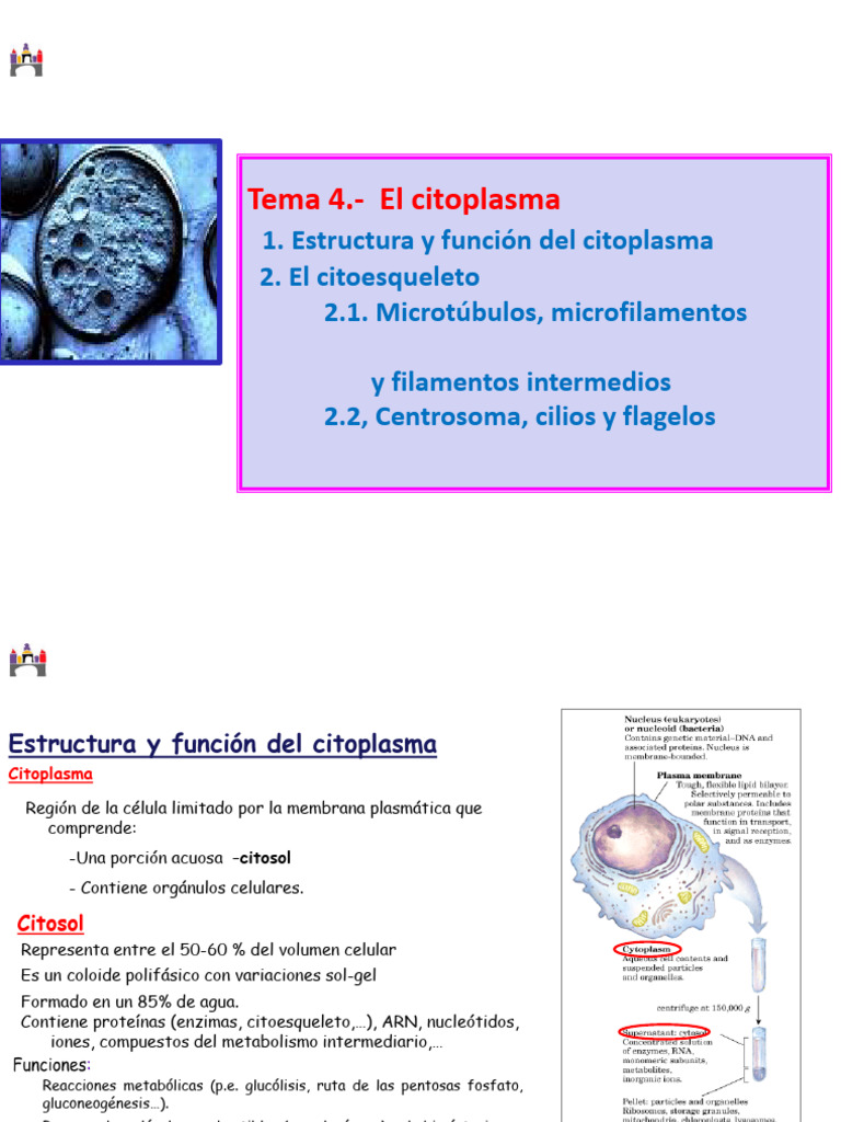 Tema 4. El Citoplasma | PDF