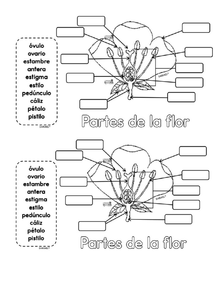 PARTES DE LA FLOR | PDF