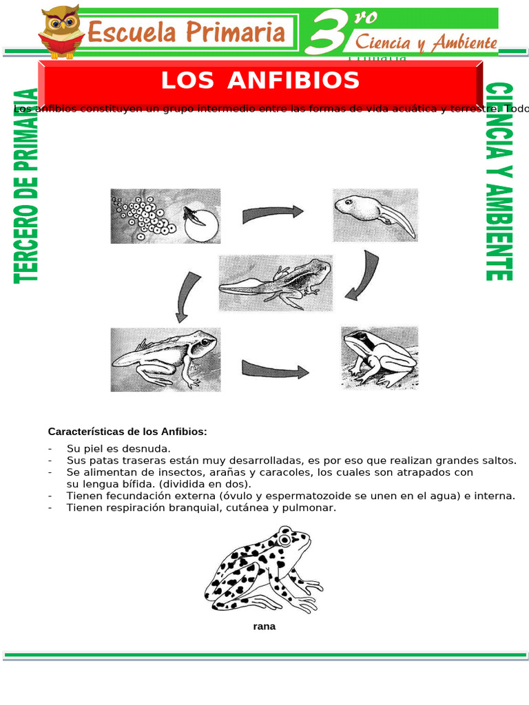Los Anfibios para Tercero de Primaria | PDF