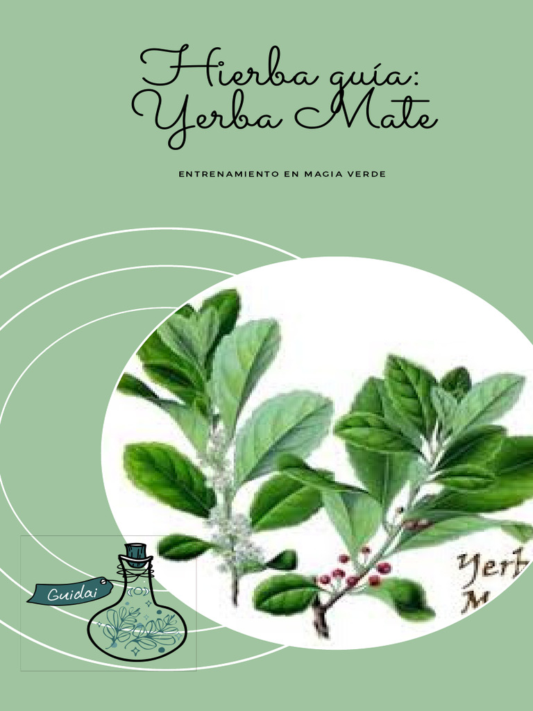 Hierba Guia - Yerba Mate | PDF