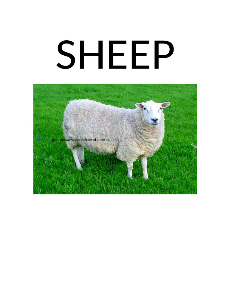 Sheep | PDF