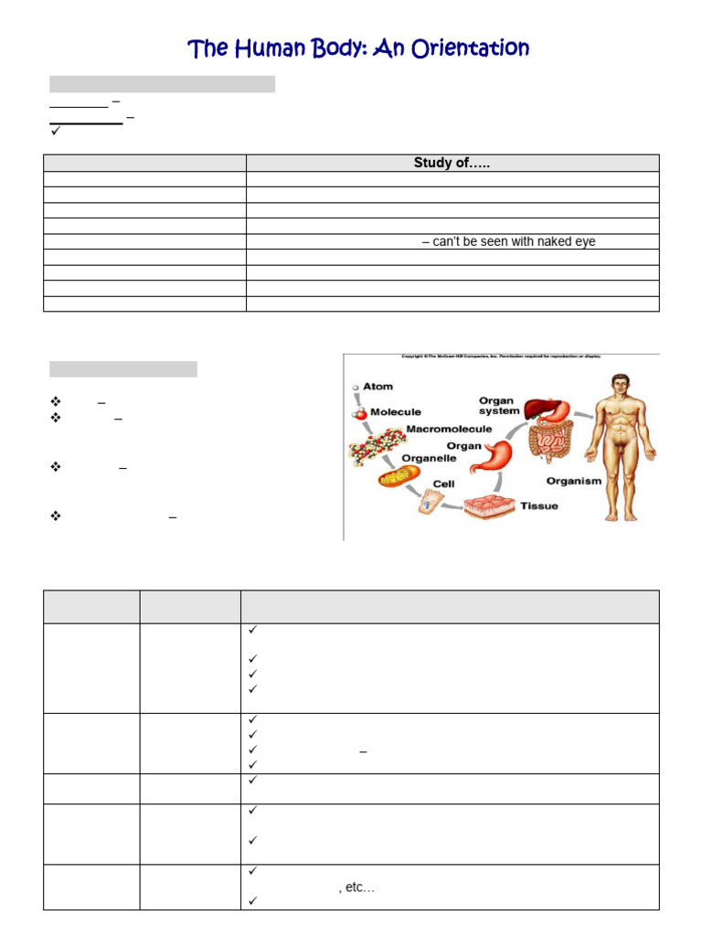 Anat CHP 1 Study Guide | PDF