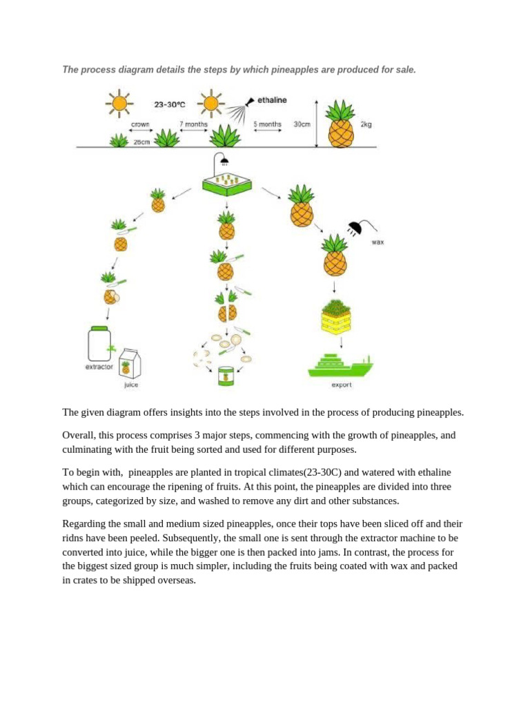The Process Diagram Details The Steps by Which Pineapples Are Produced ...