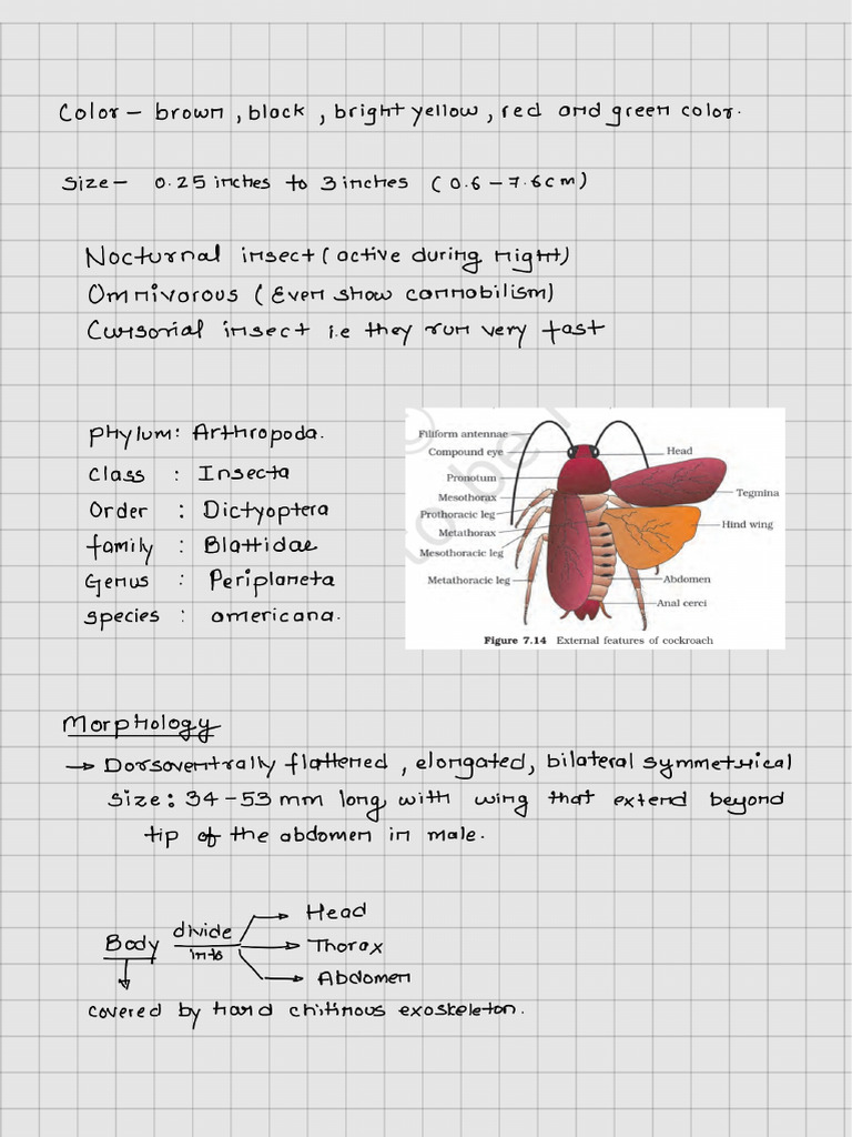 Frog and Cockroach | PDF