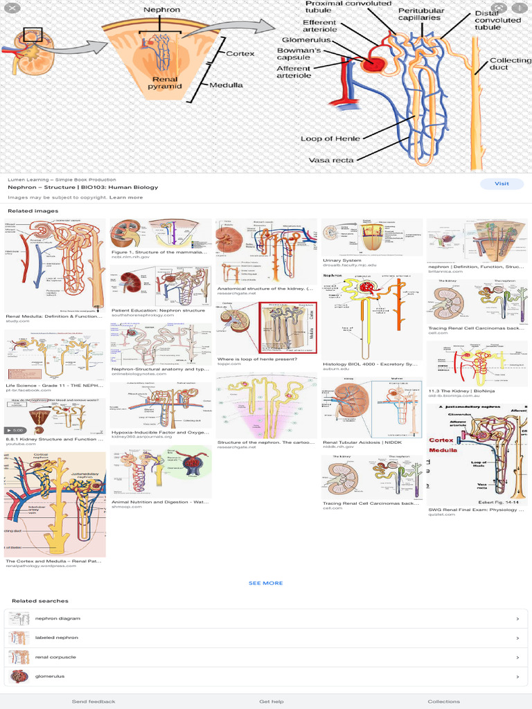 Searchq Nephron+structure&tbm Isch&ved ...
