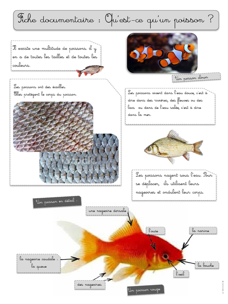 Docu 2qu Est Ce Qu Un Poisson BDG Avril 2020 | PDF