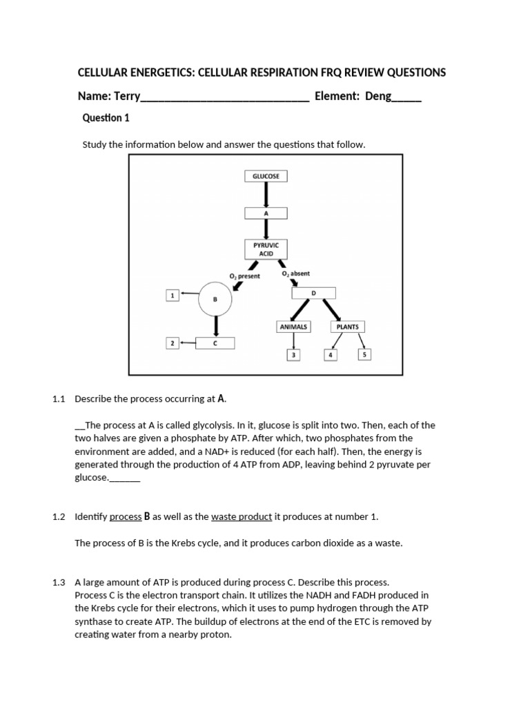 Cellular Respiration HW | PDF