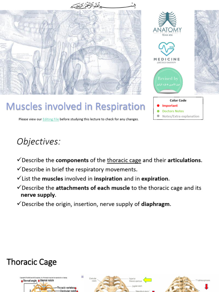 2-Muscles Involved in Respiration | PDF | Abdomen | Thorax