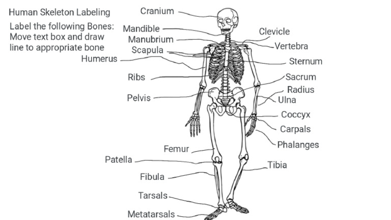 Skeleton Labeling | PDF
