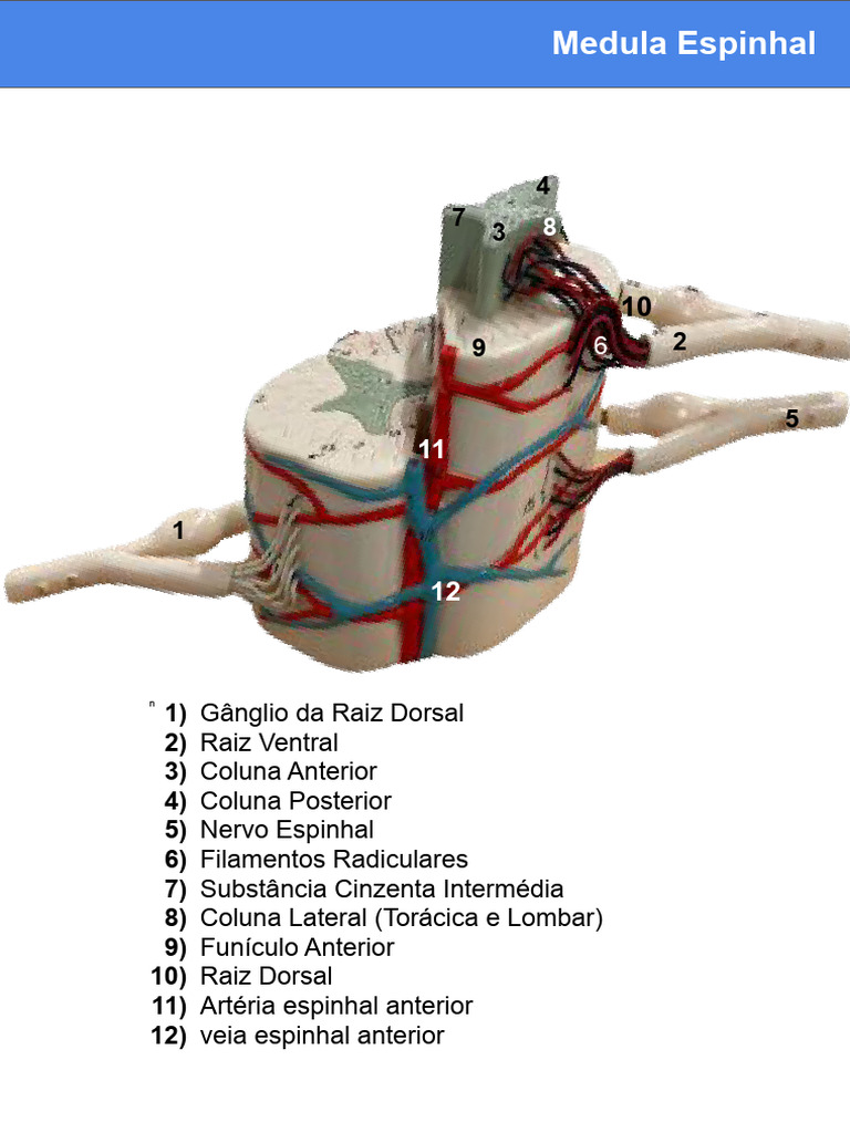Medula Espinhal | PDF