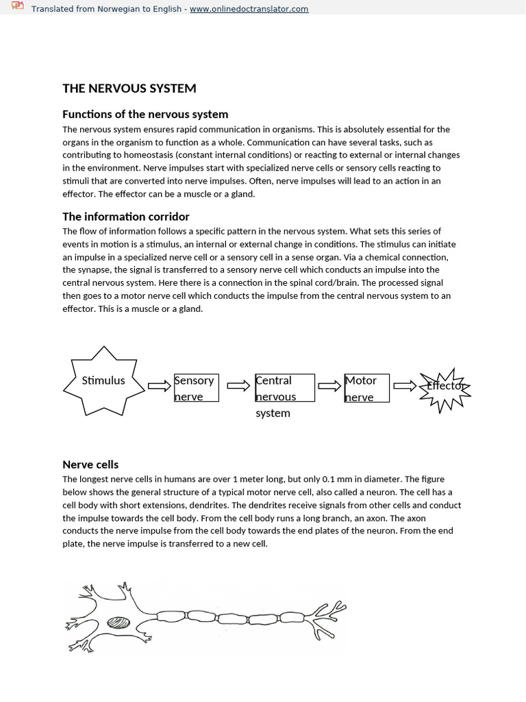 Nervous System | PDF
