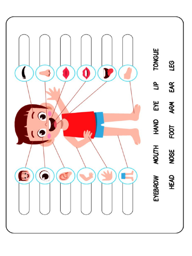 Partes Del Cuerpo Ingles Pdf