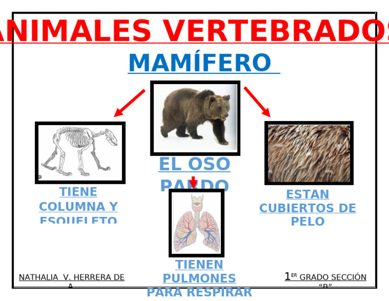 Los Mamiferos | PDF