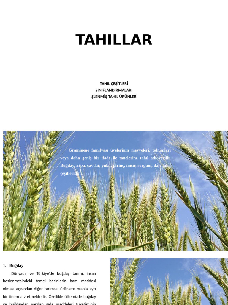 TAHILLAR | PDF