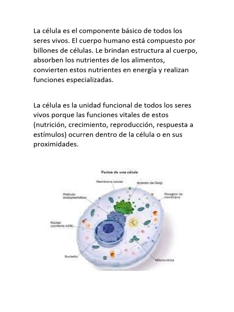 La Célula Es El Componente Básico de Todos Los Seres Vivos | PDF