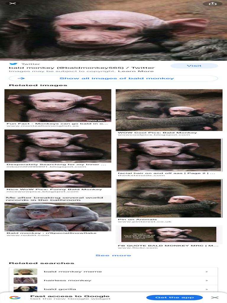 Bald Monkey - Google Search | PDF