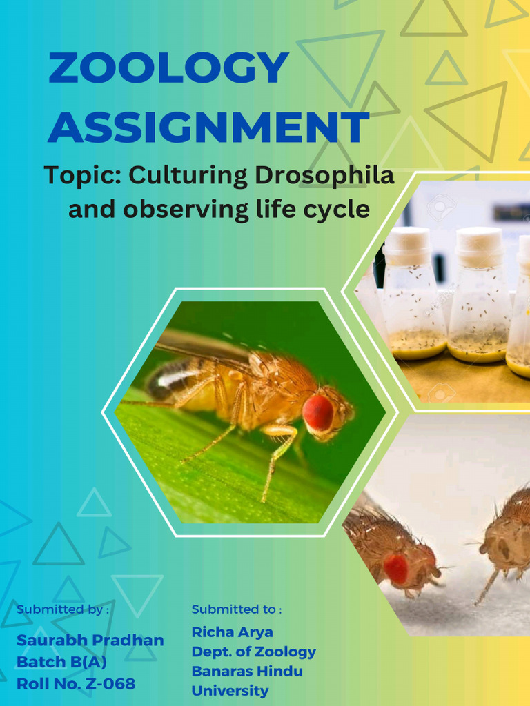 Drosophila Assignment | PDF
