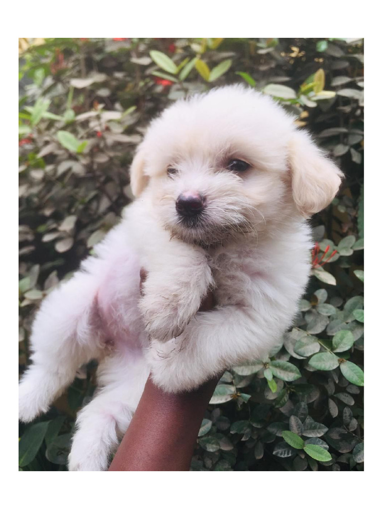 Image To PDF 20241010 060007 | PDF