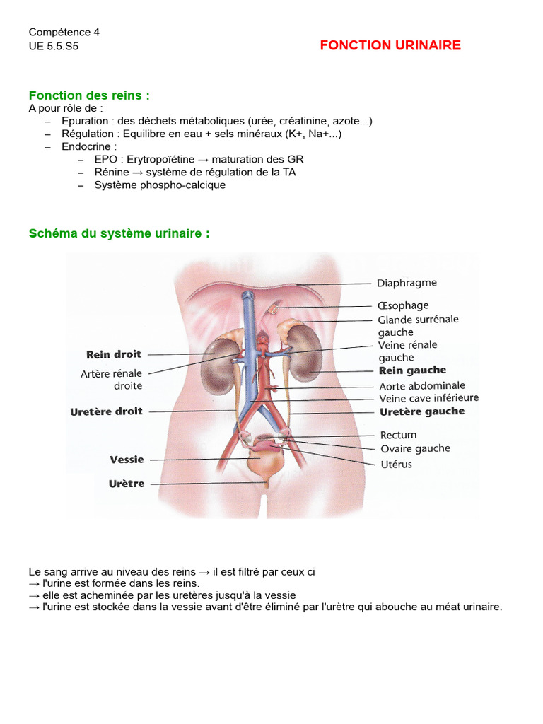 Fiche Urologie | PDF