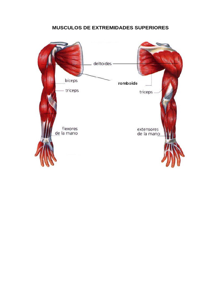 Musculos de Extremidades Superiores | PDF