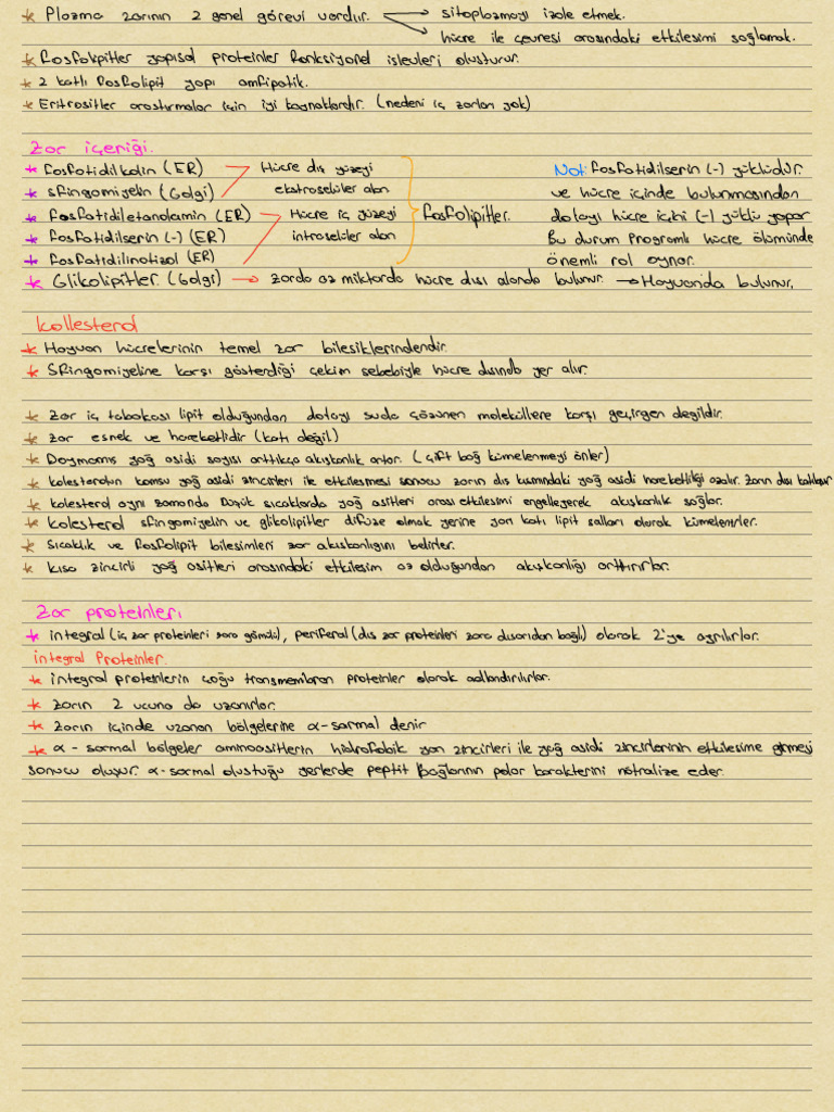 Plazma Zarı Notlar | PDF