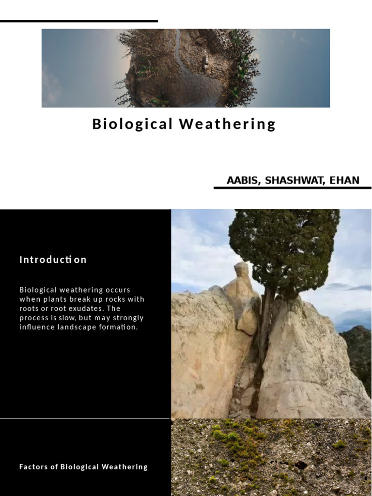 Biological Weathering | PDF