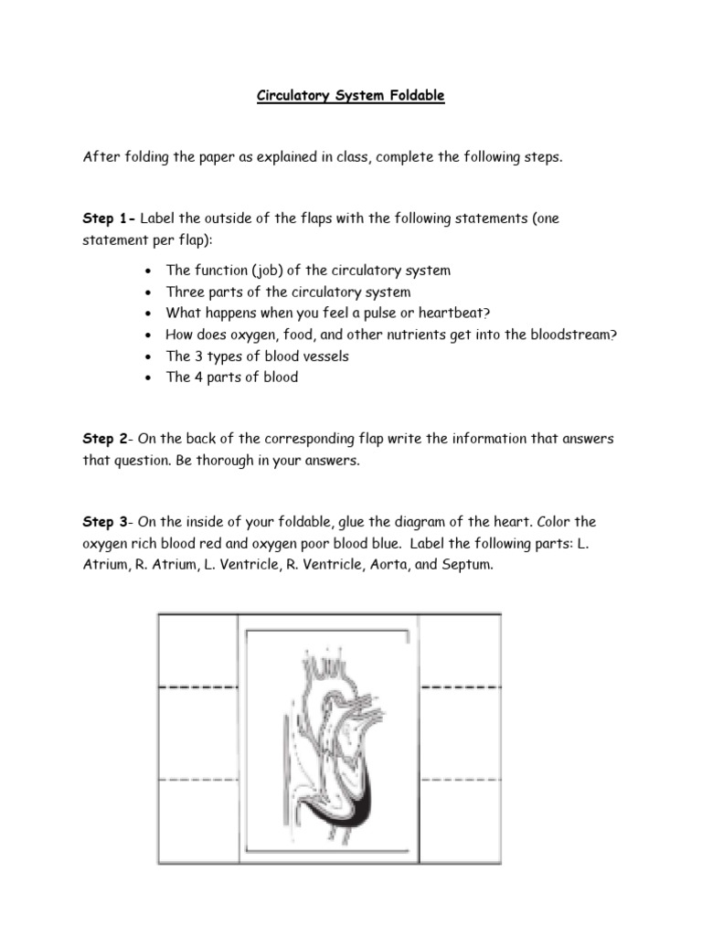 Circulatory System Foldable 2018 | PDF
