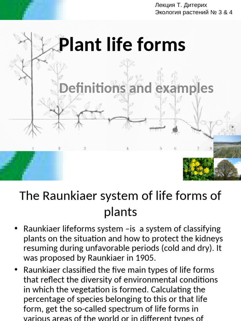 Plant Life Forms | PDF