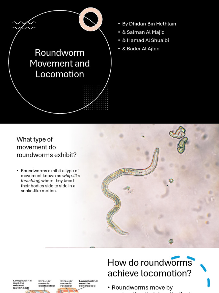 Presentation 24 | PDF