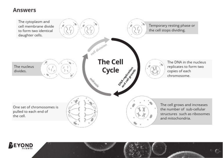 The Cell Cycle Baubles Answers | PDF