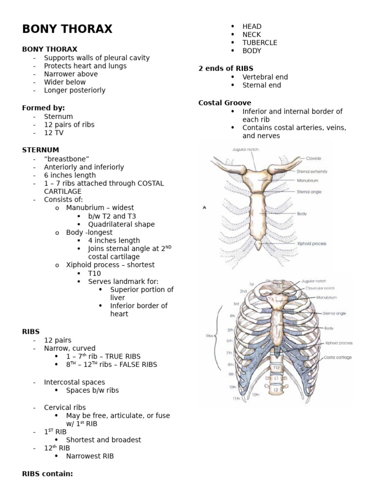 Bony Thorax Anatomy | PDF