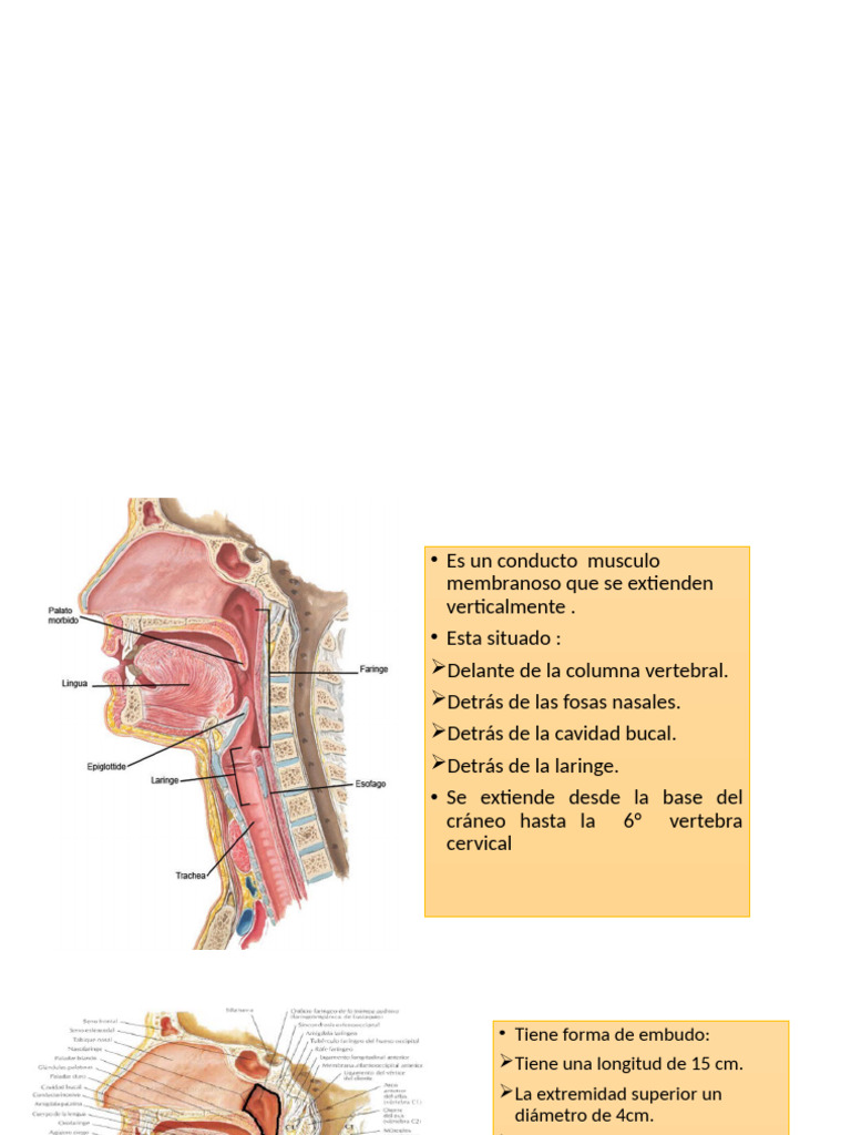 Anatomía de Faringe | PDF