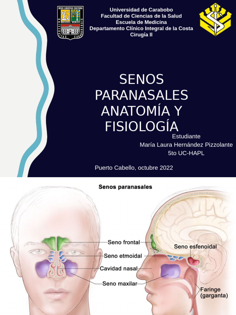 03. Anatomía y Fisiología de Senos Paranasales | PDF