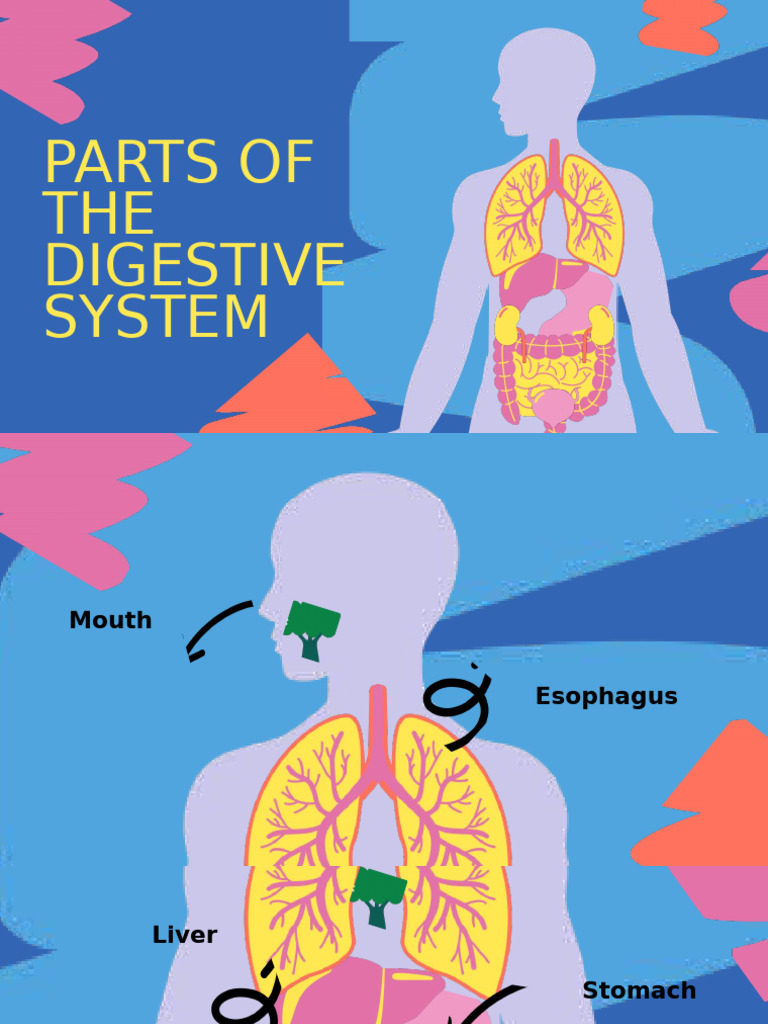 Digestive System Educational Video in Blue Yellow Illustrative Style ...