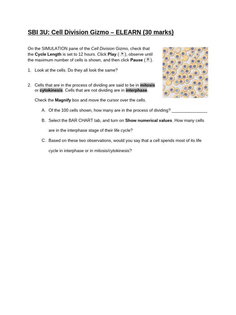 Cell Division Gizmo Student Questionselearn | PDF