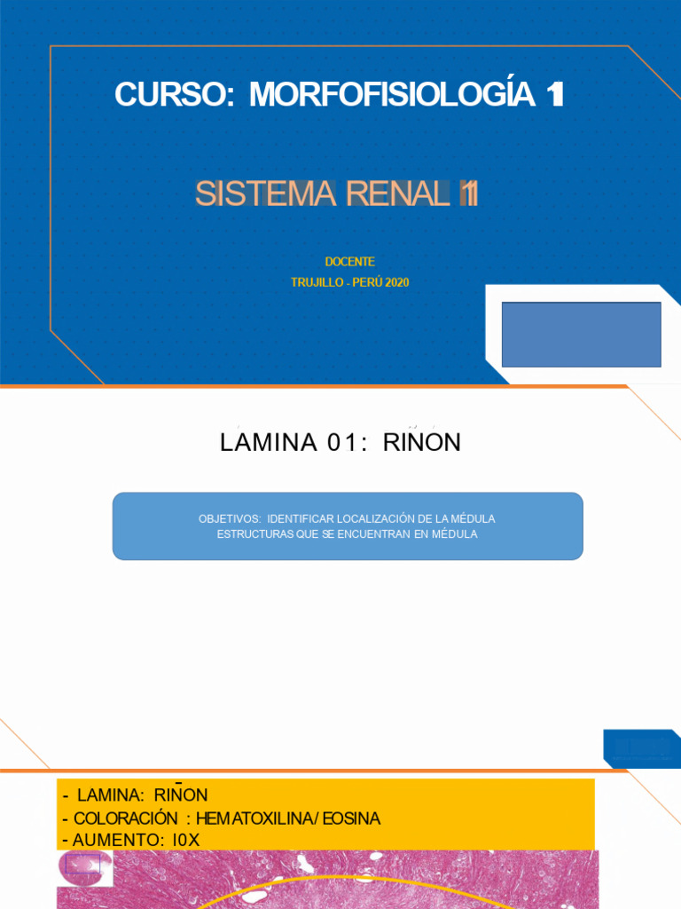 Histo - Práctica | PDF
