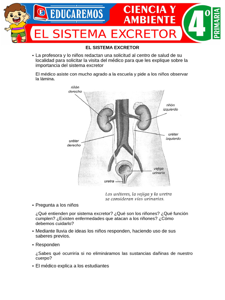 El Sistema Excretor para Cuarto Grado de Primaria | PDF