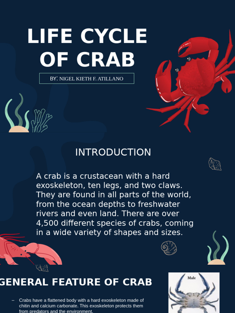 Life Cycle of A Crab | PDF