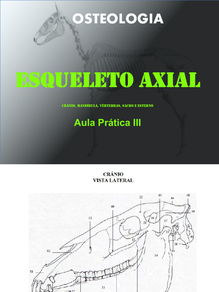 Esqueleto Axial | PDF