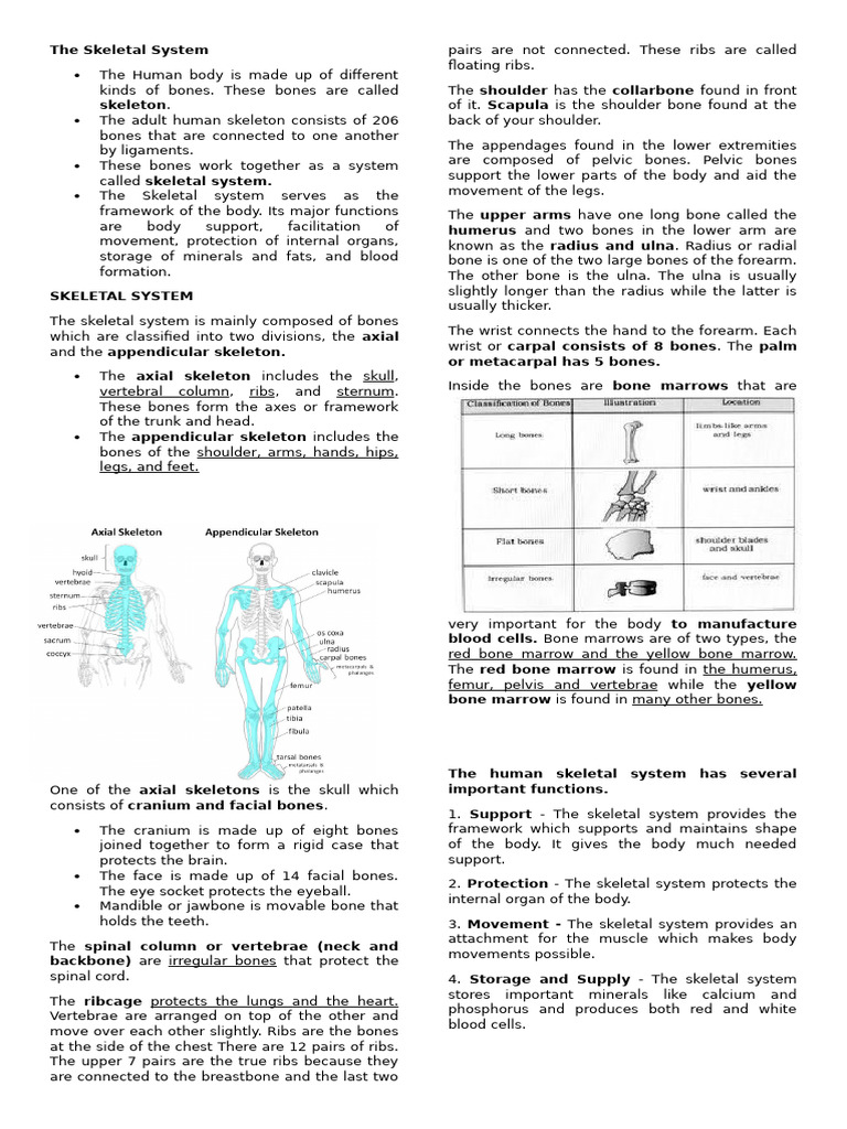 Grade 6 Human Body System | PDF