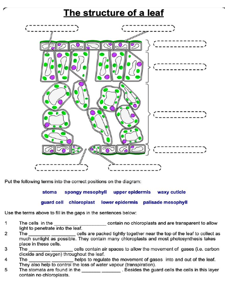 Leaf Structure Worksheet | PDF