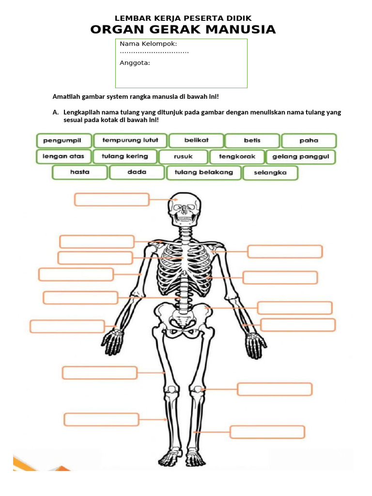 LKS Organ Gerak Manusia | PDF