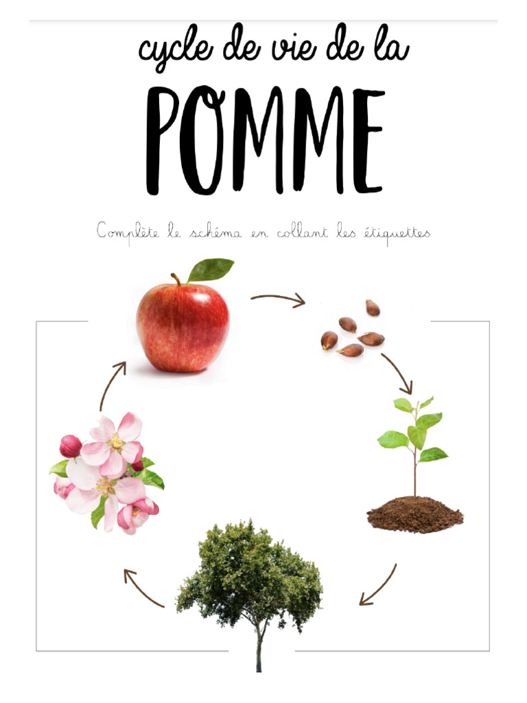 Cycle de Vie de La Pomme | PDF