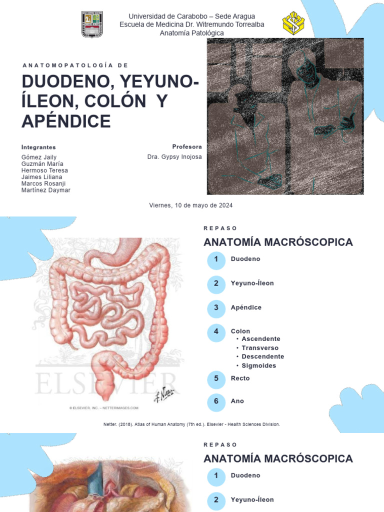 AP ID, IG, Colón y Apendice (1) (1) .PPTX Diapos Completas PTT | PDF