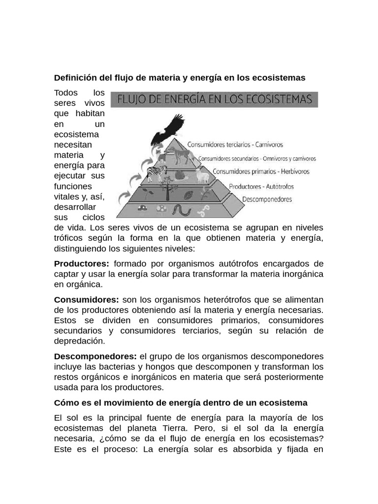 Definición Del Flujo de Materia y Energía en Los Ecosistemas | PDF | Red alimentaria | Plantas