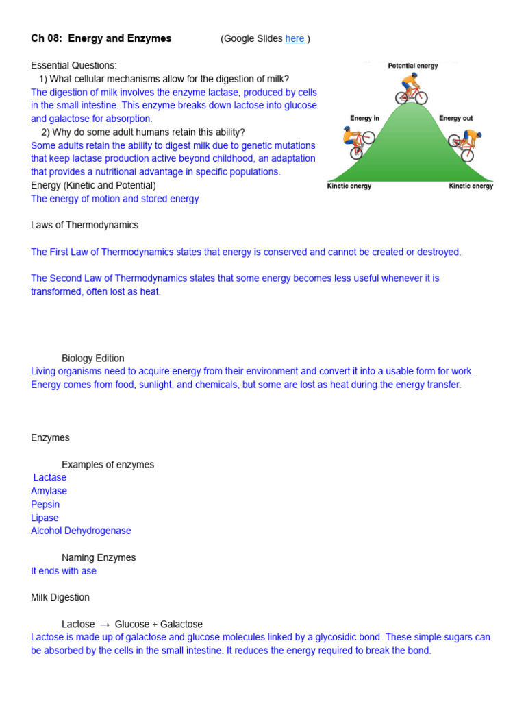 CH 08 - Energy and Enzymes Notes | PDF