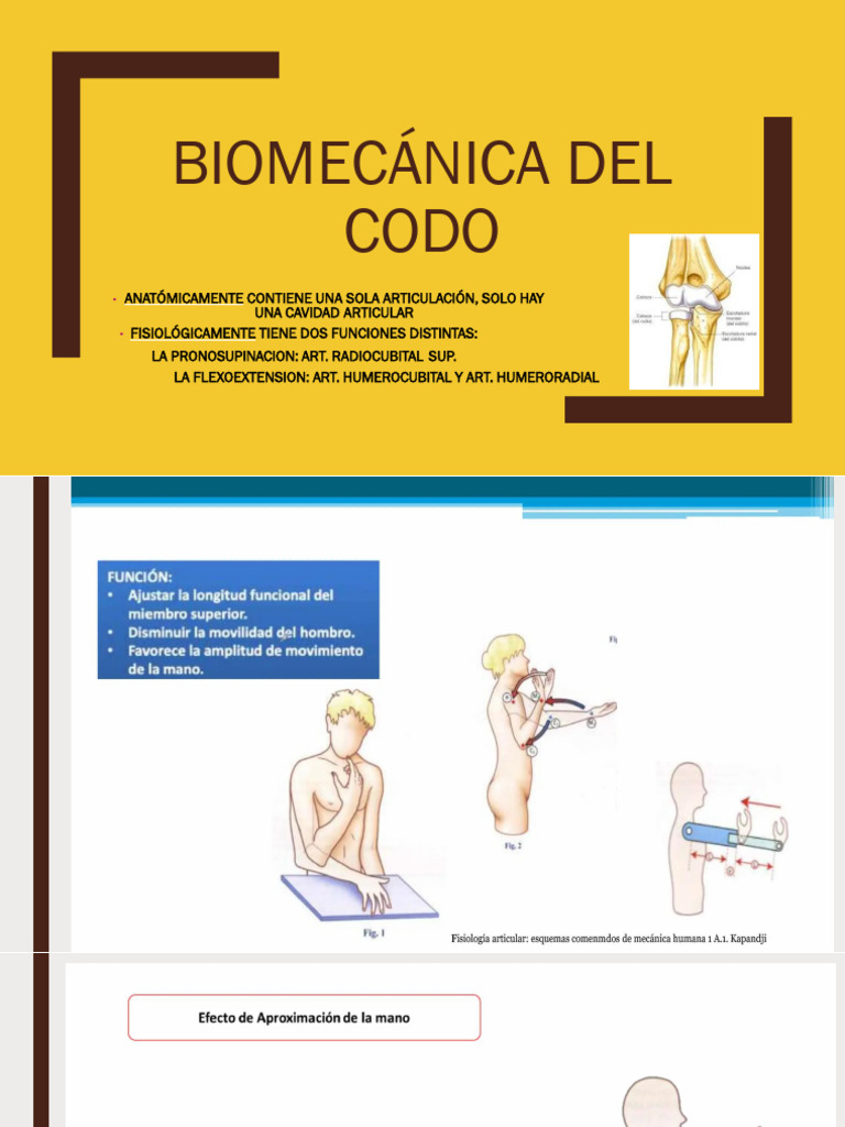 Biomecanica Del Codo 2024 | PDF